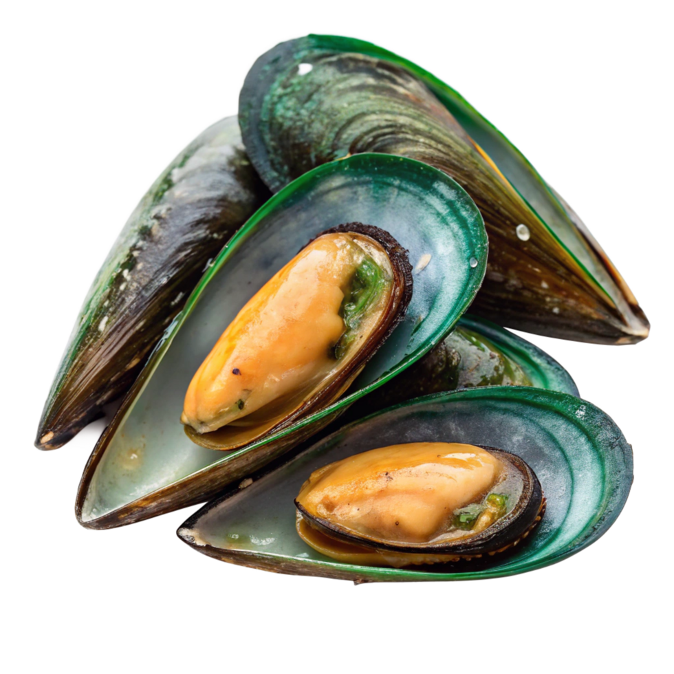 Closeup of Three Delicious Cooked Green Lipped Mussels 59049187 PNG