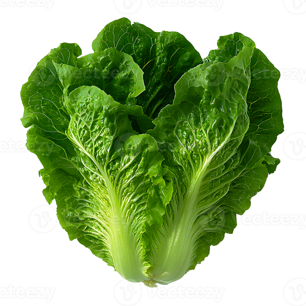 romaine lettuce head isolated on transparent background. 59252227 PNG