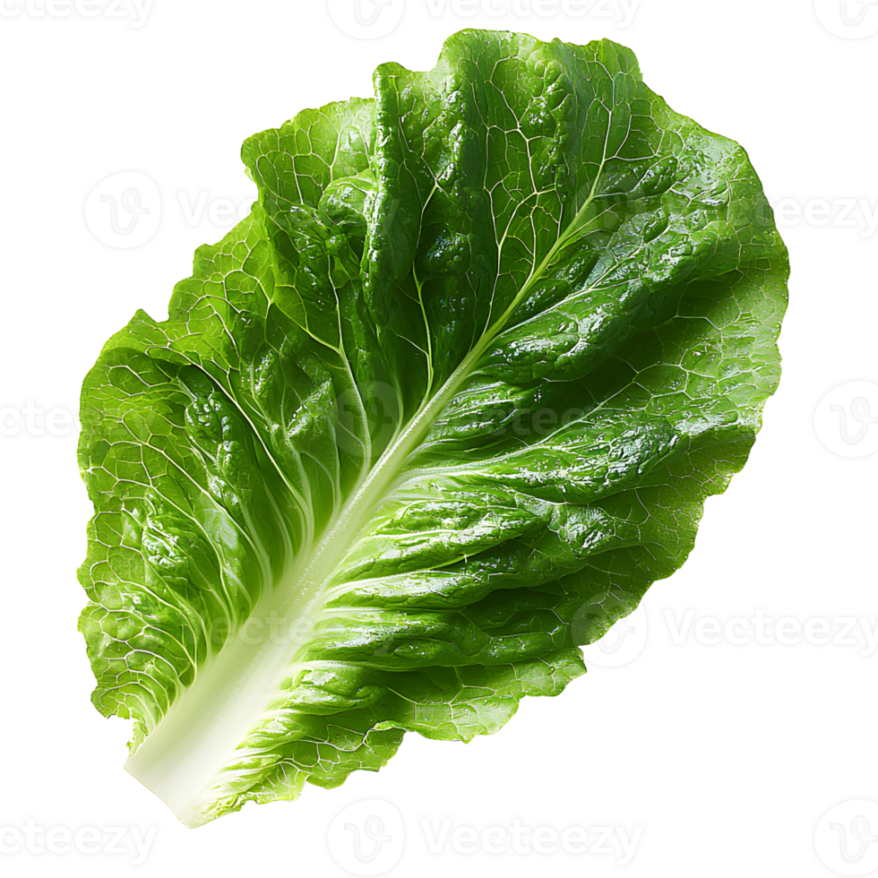 romaine lettuce leaf isolated on white background 59252539 PNG