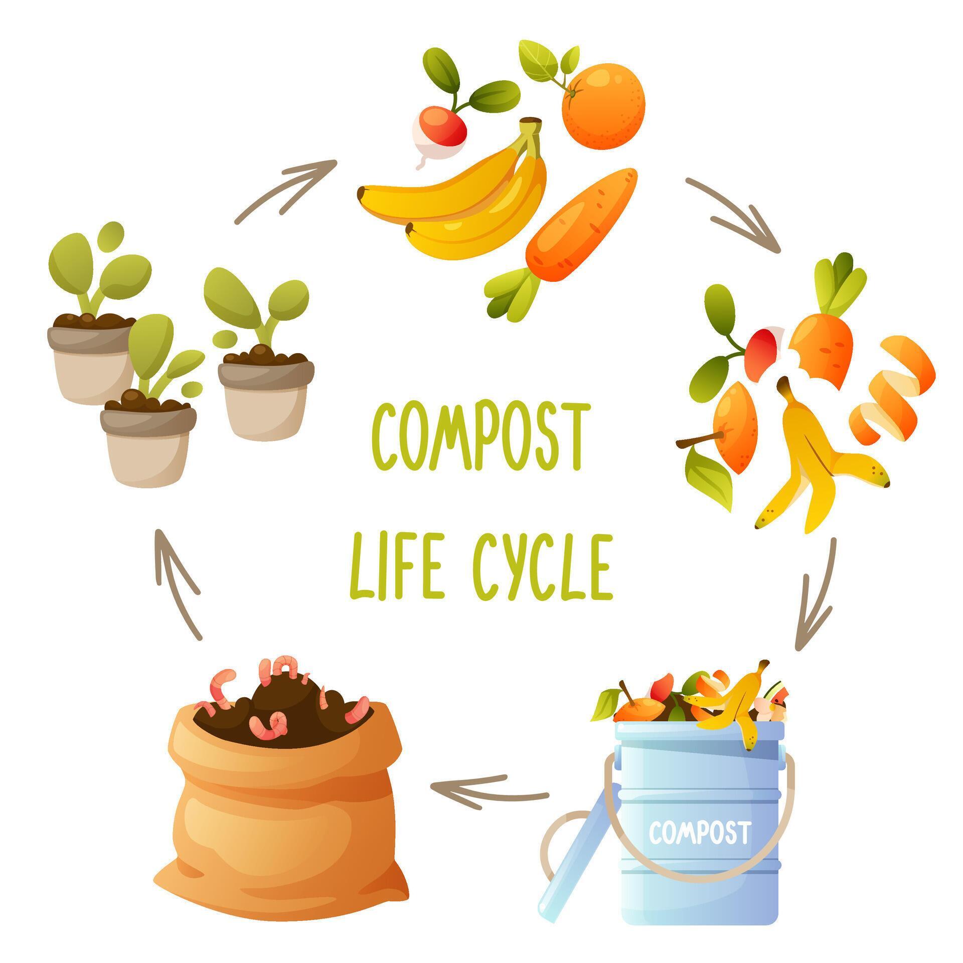 Compost Life Cycle Diagram Round Infographic Of Composting Processes Process Stages Of