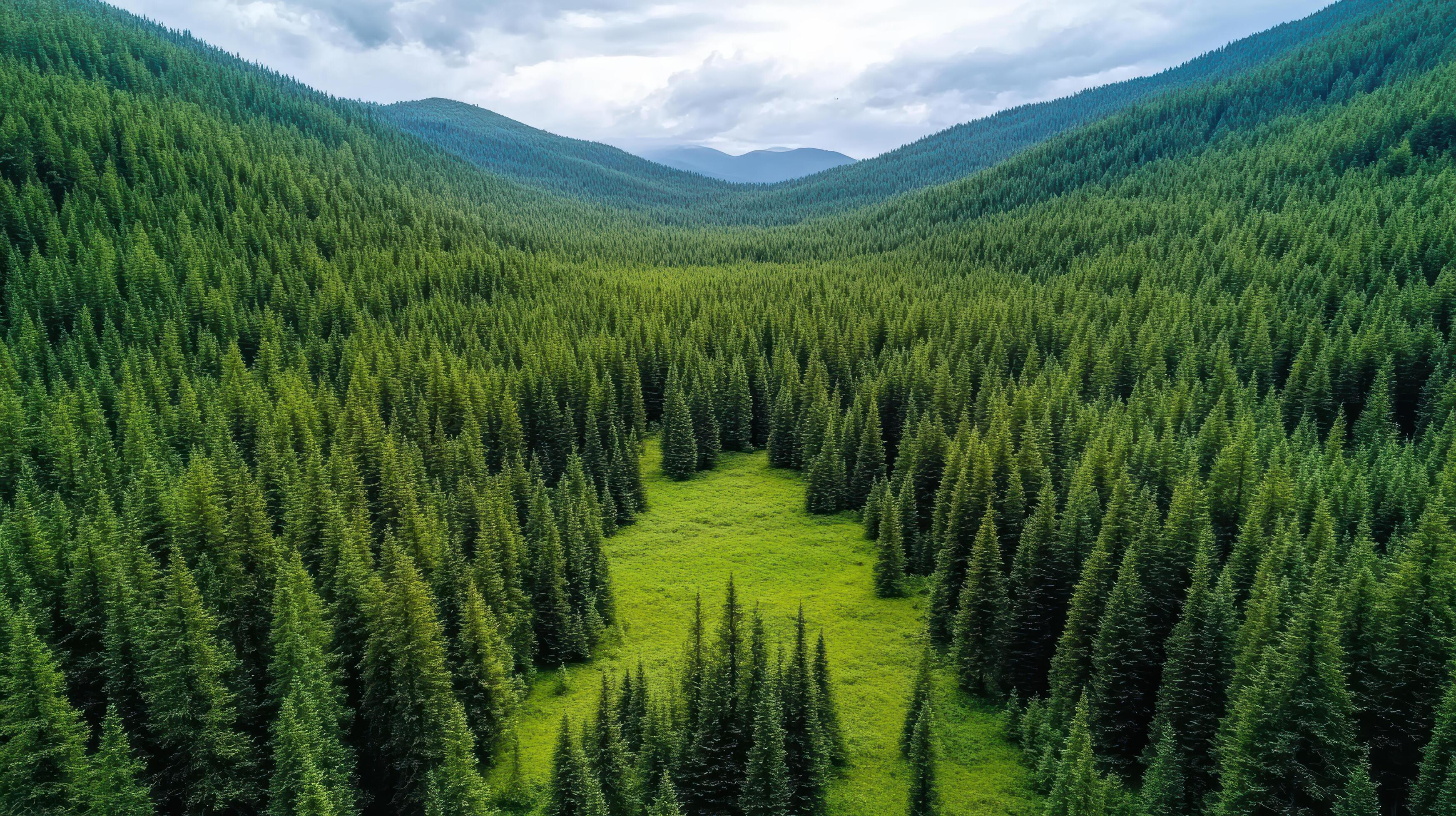 Aerial view of vast forest with endless green trees and hills 59574717 Stock Photo at Vecteezy