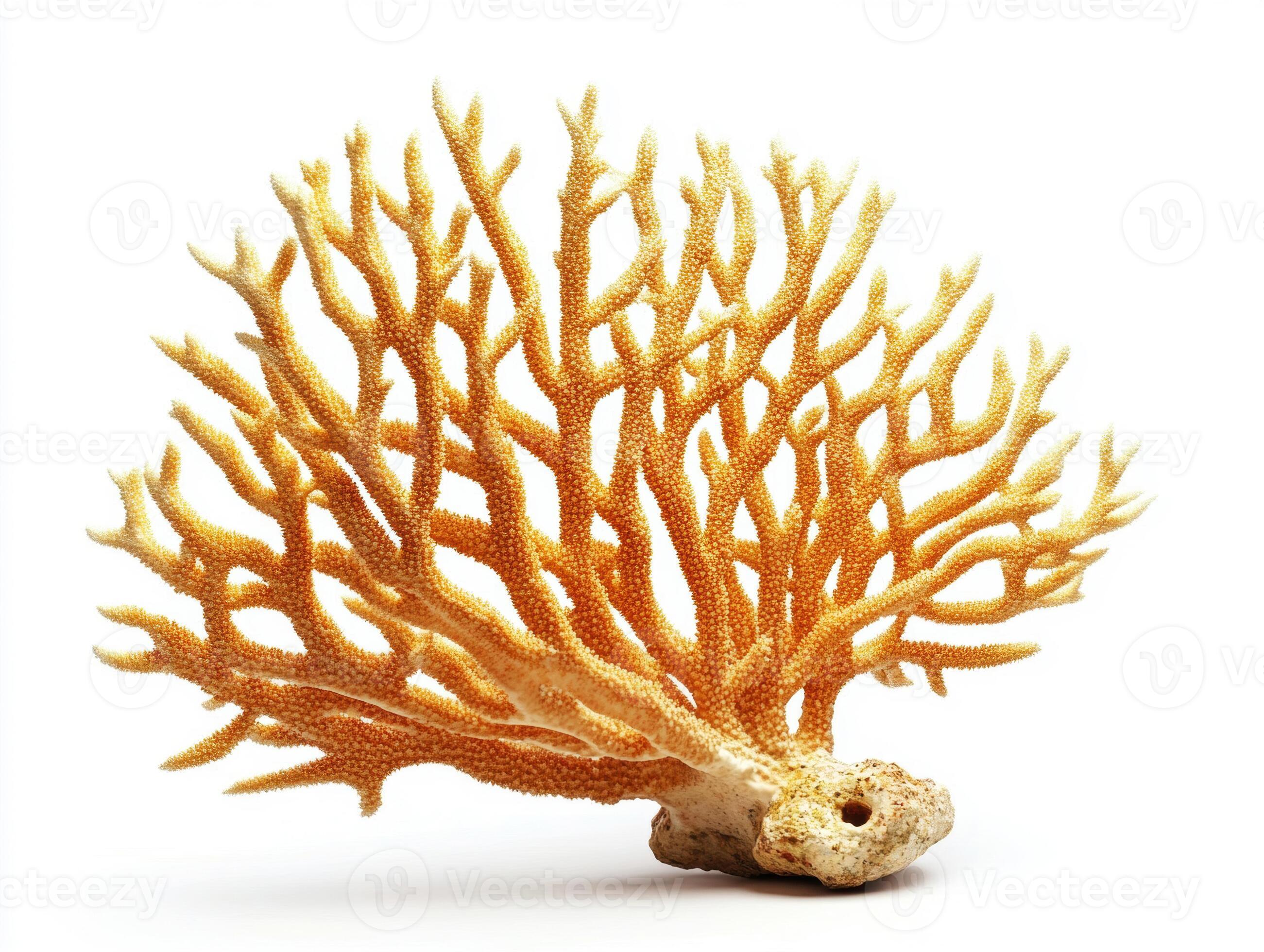 Coral reef structure showcasing intricate branch patterns and textures ...