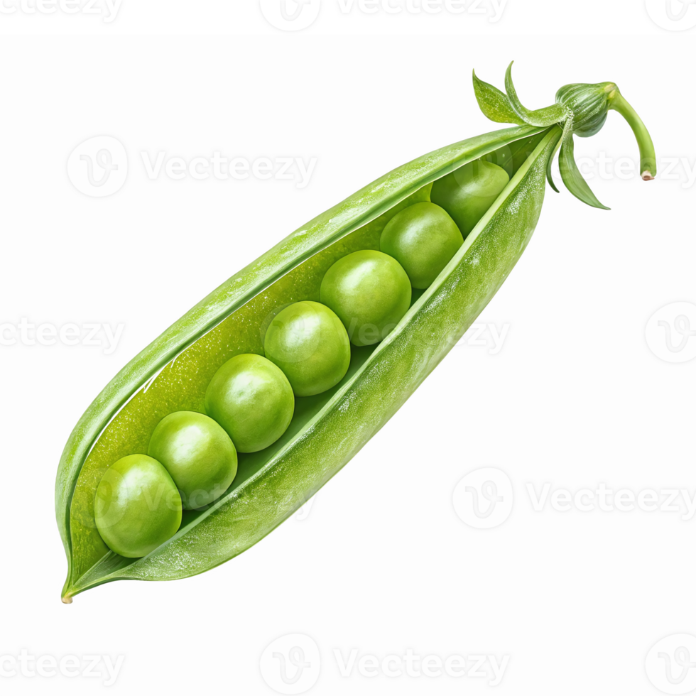Fresh Green Pea Pod with Peas Visible on Transparent Background for ...