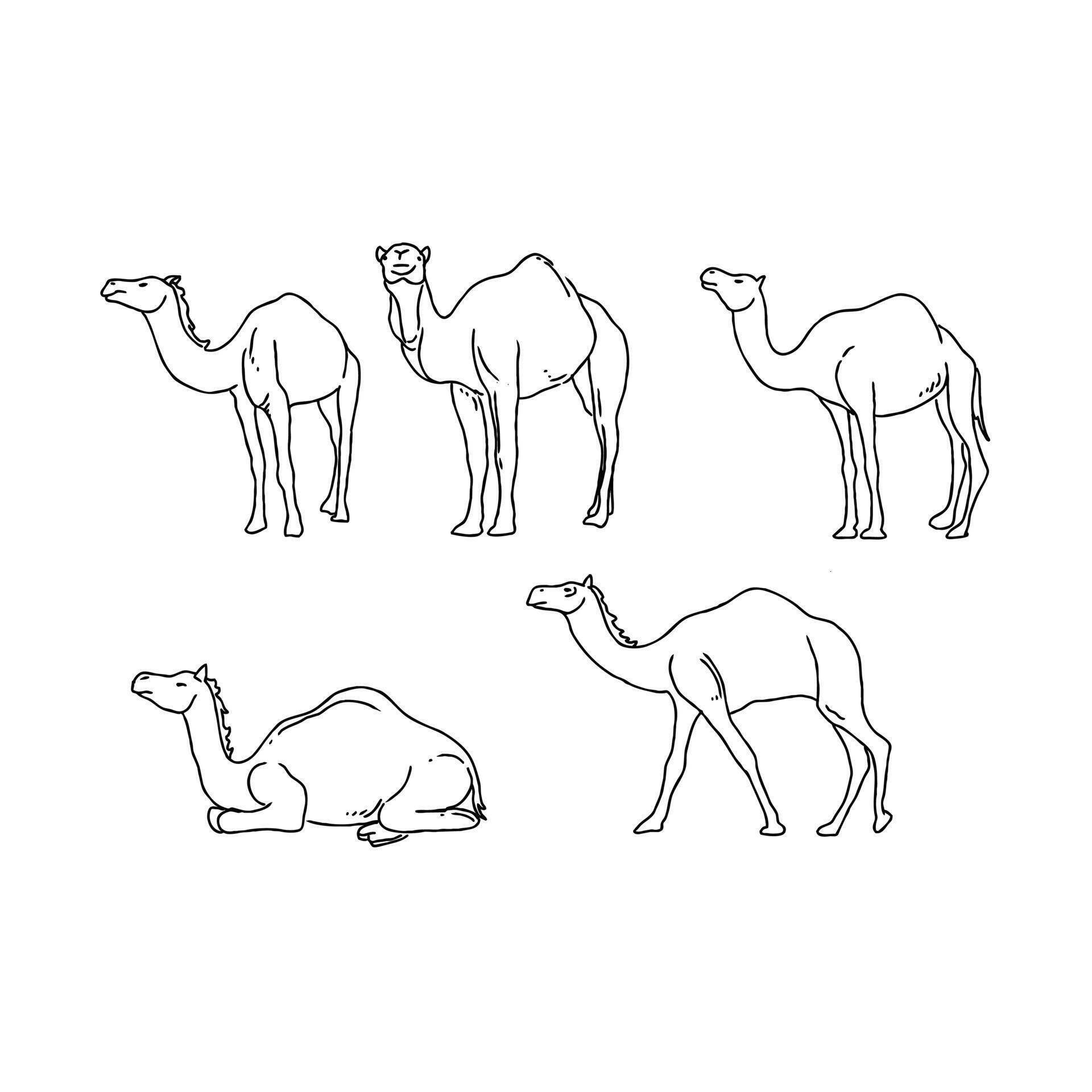 Four different camels are shown in different poses 59823174 Vector Art ...