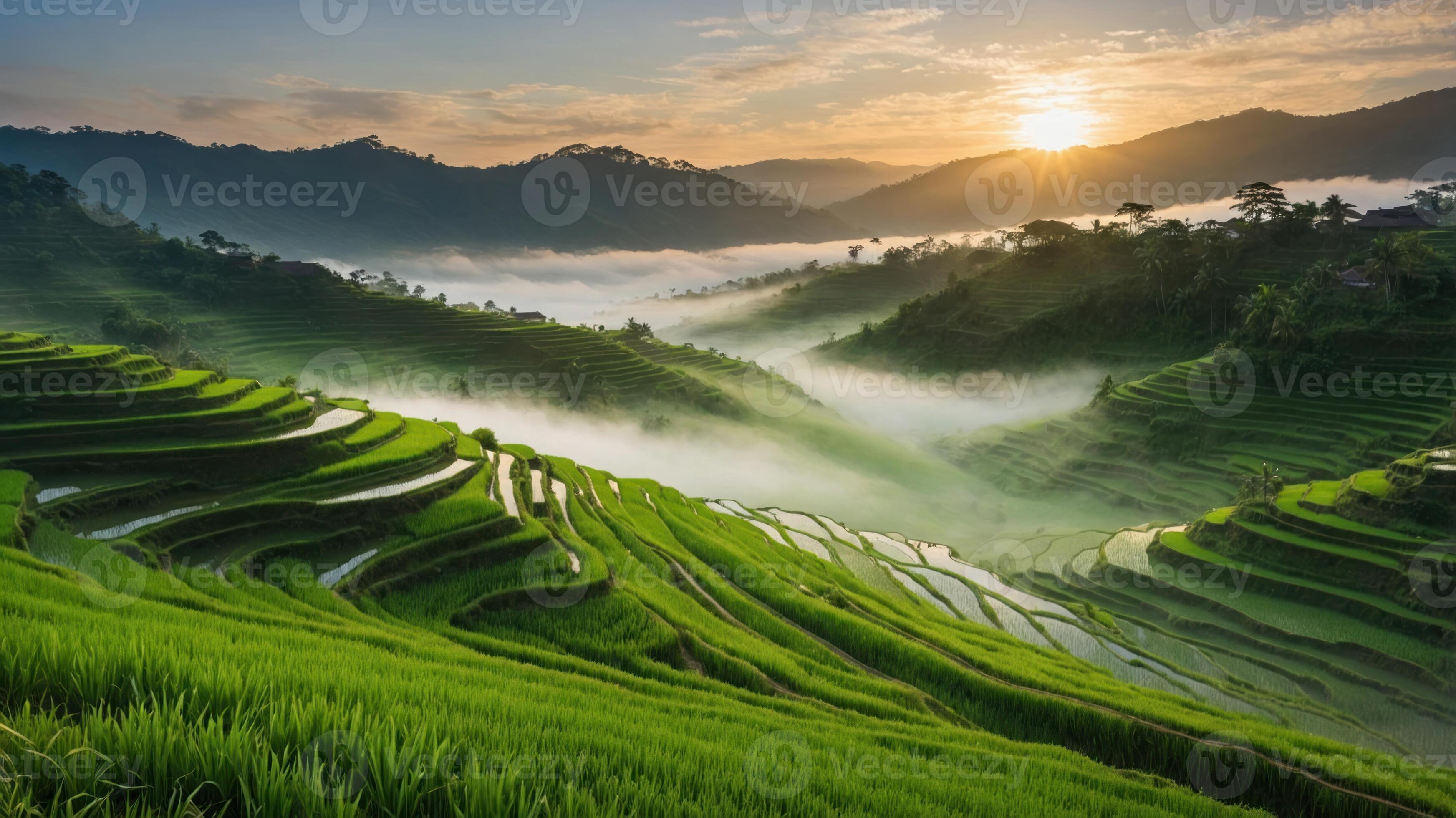 Lush terraced rice fields at sunrise, enveloped in mist and surrounded by mountains. 60051271 ...