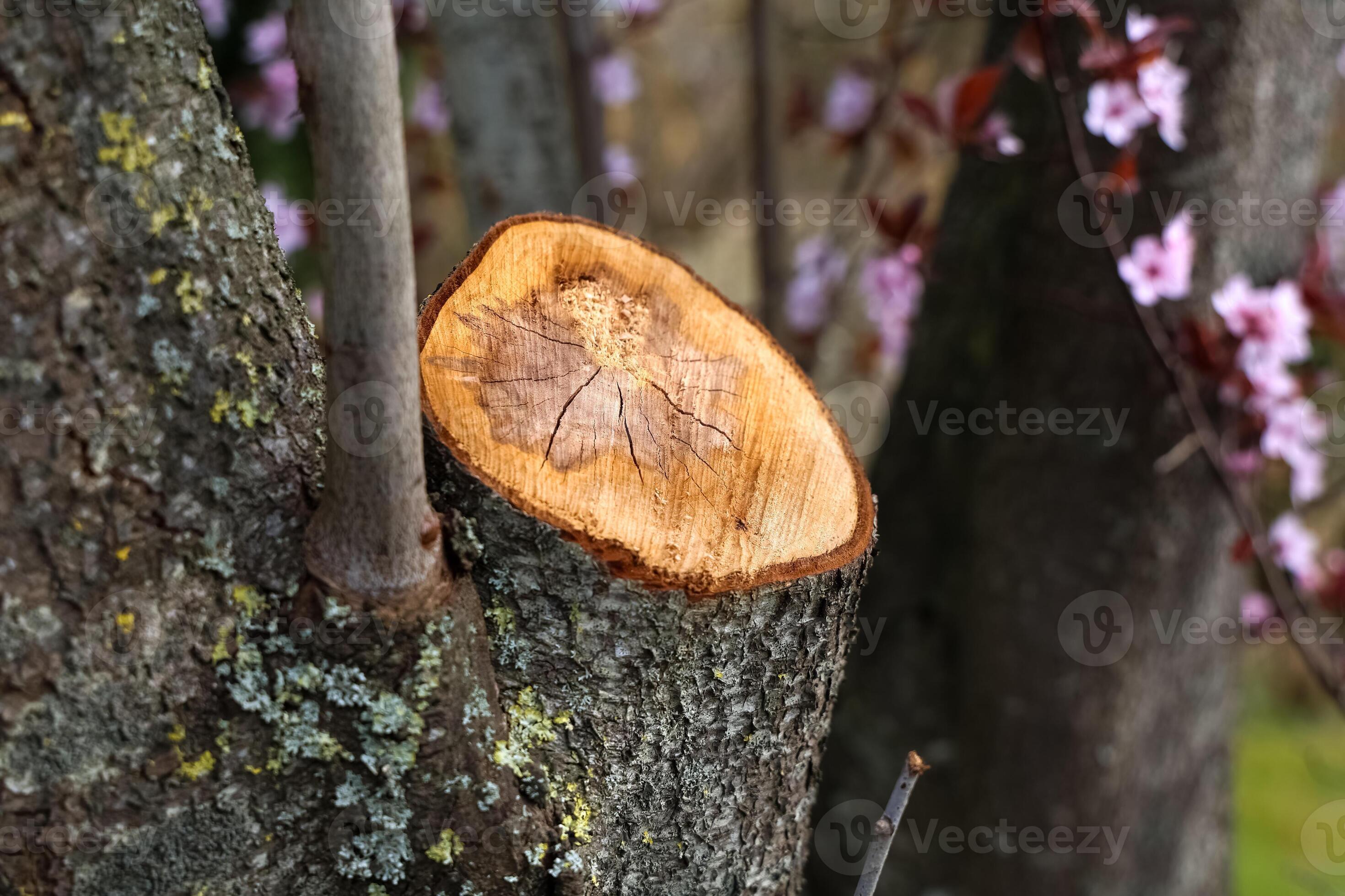 Close-up of a pruned tree branch showing the cut and growth rings ...