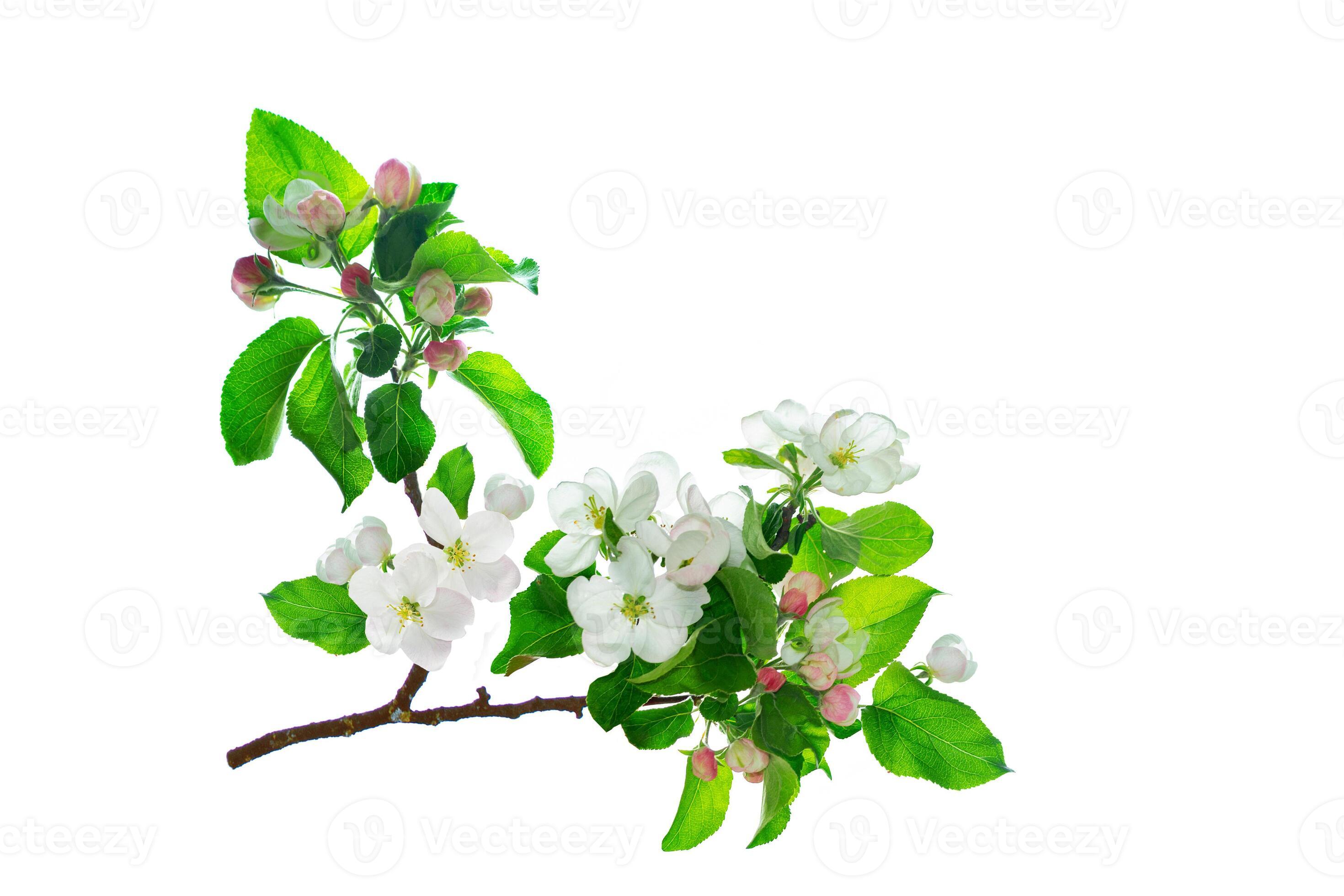 Branch of blossoming apple tree isolated on white background. Spring ...