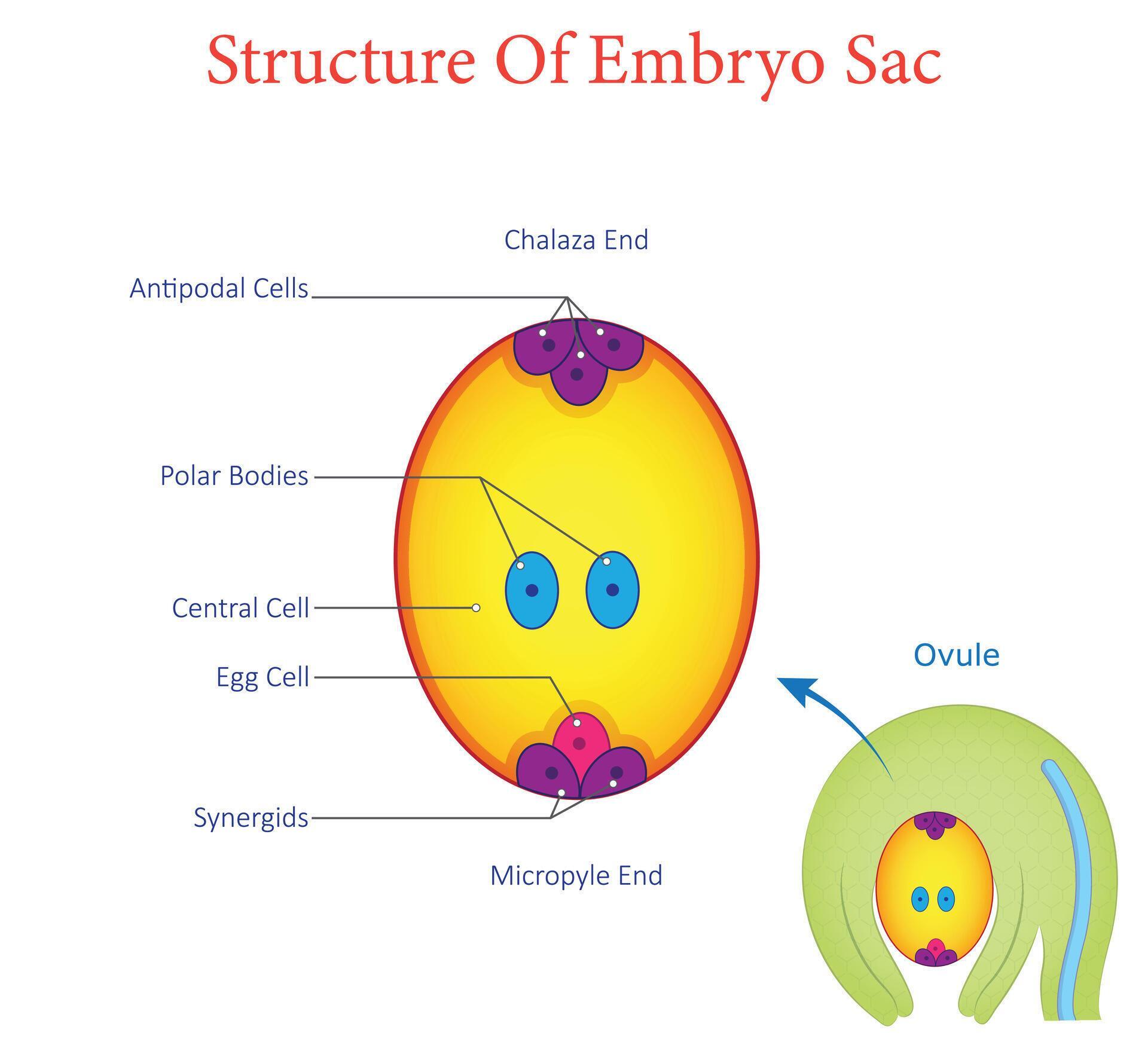 Diagram of Embryo Sac Structure Showing Key Components and Cellular Organization 60605614 Vector ...