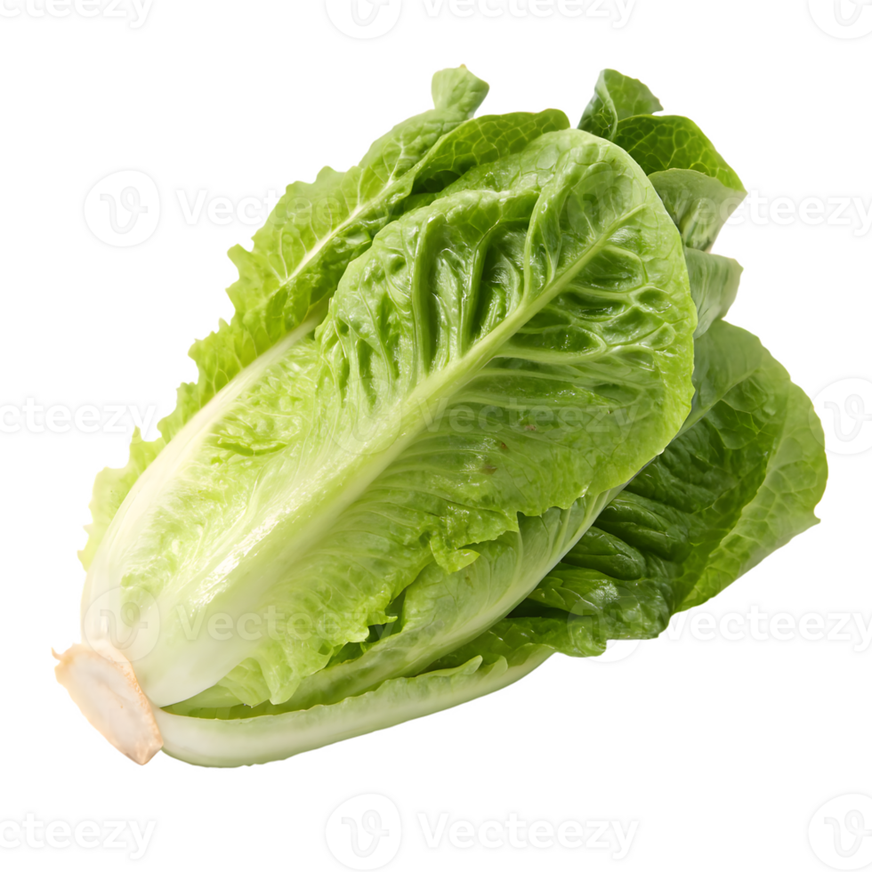 Fresh Romaine Lettuce Head Isolated on Transparent Background 60625895 PNG