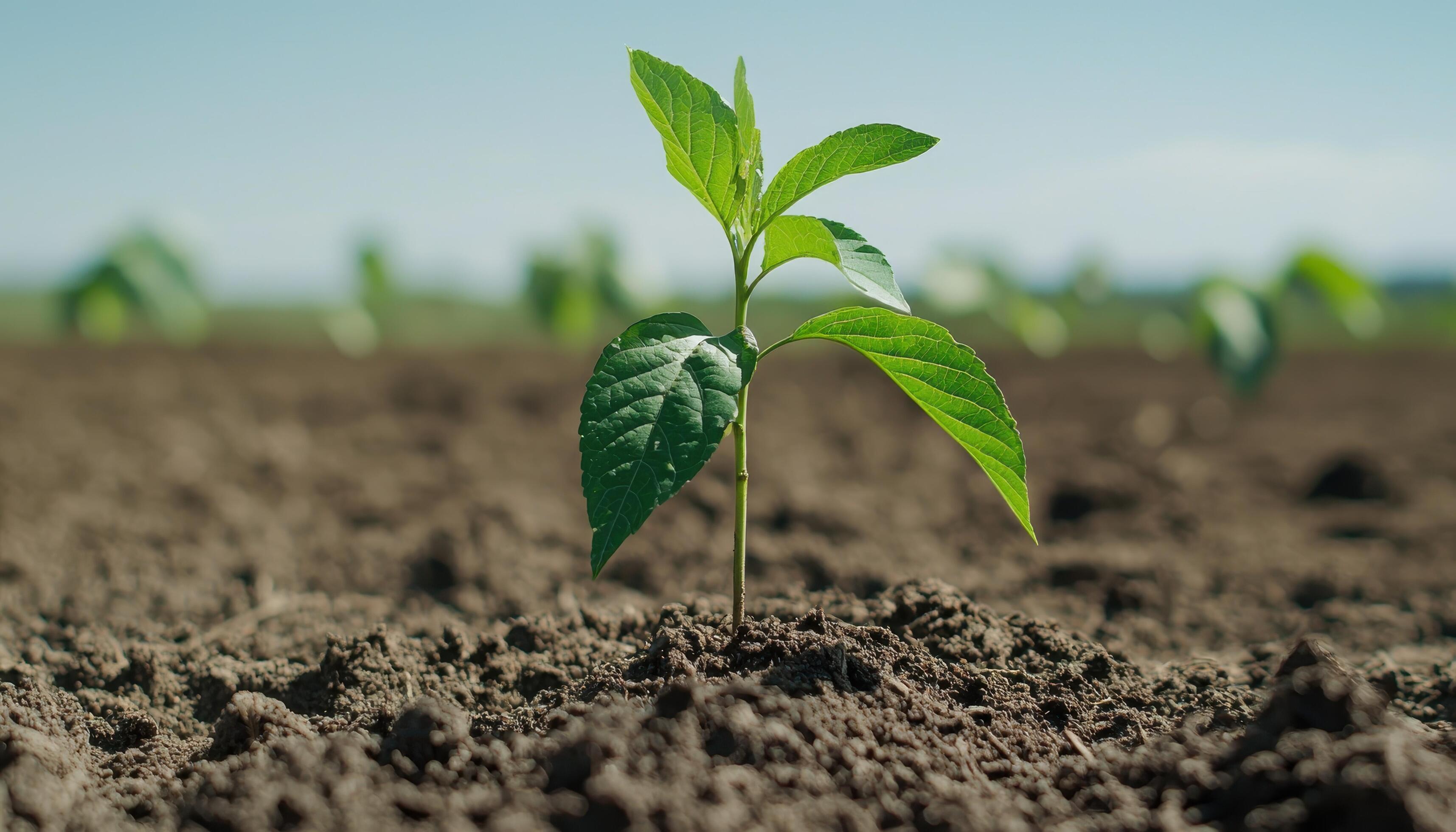 Emerging sapling growth in fertile soil agricultural field nature photography bright daylight ...