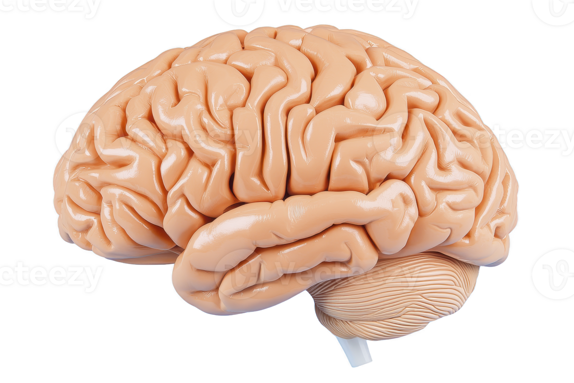 A Detailed Model Of Human Brain Showcasing Its Intricate Folds And Structures Highlighting