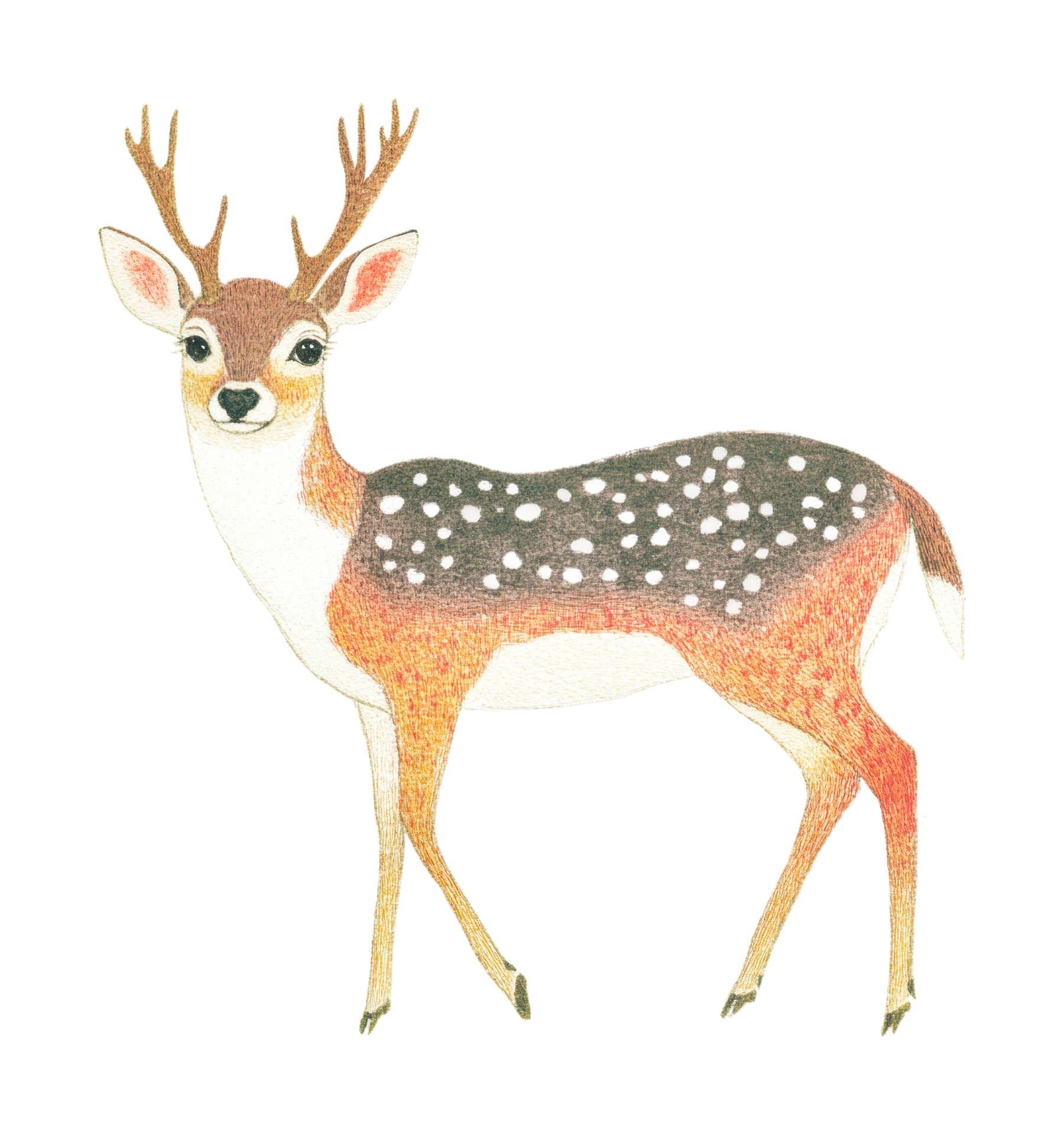 Graceful deer illustration with antlers 60810950 PNG