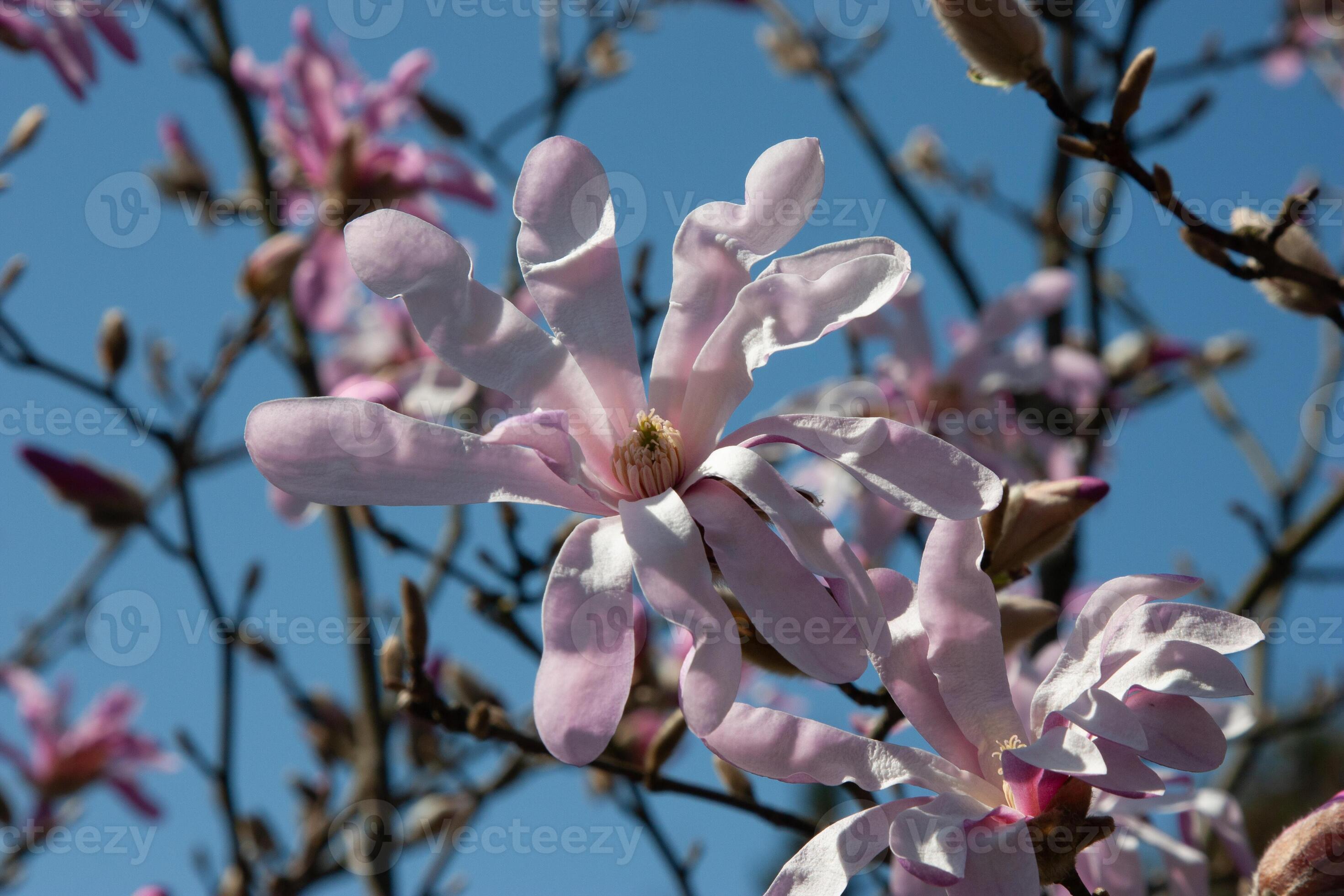Beautiful pink flowering tree in spring. Delicate pink magnolia flowers ...
