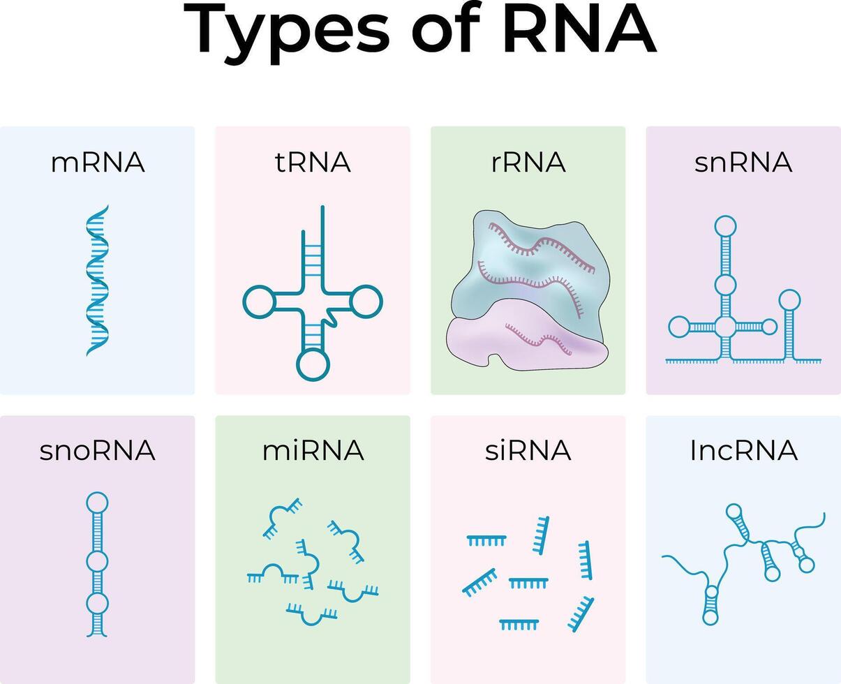 Types of RNA mRNA tRNA rRNA and More Design Illustration 65299729 Vector Art at Vecteezy