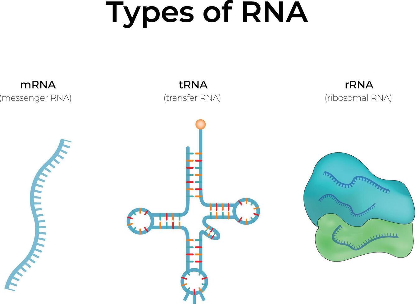Types of RNA mRNA tRNA and rRNA Design Illustration 65299732 Vector Art at Vecteezy
