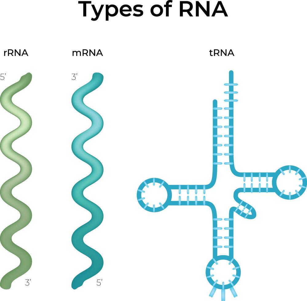 Mrna Trna Rrna Structure