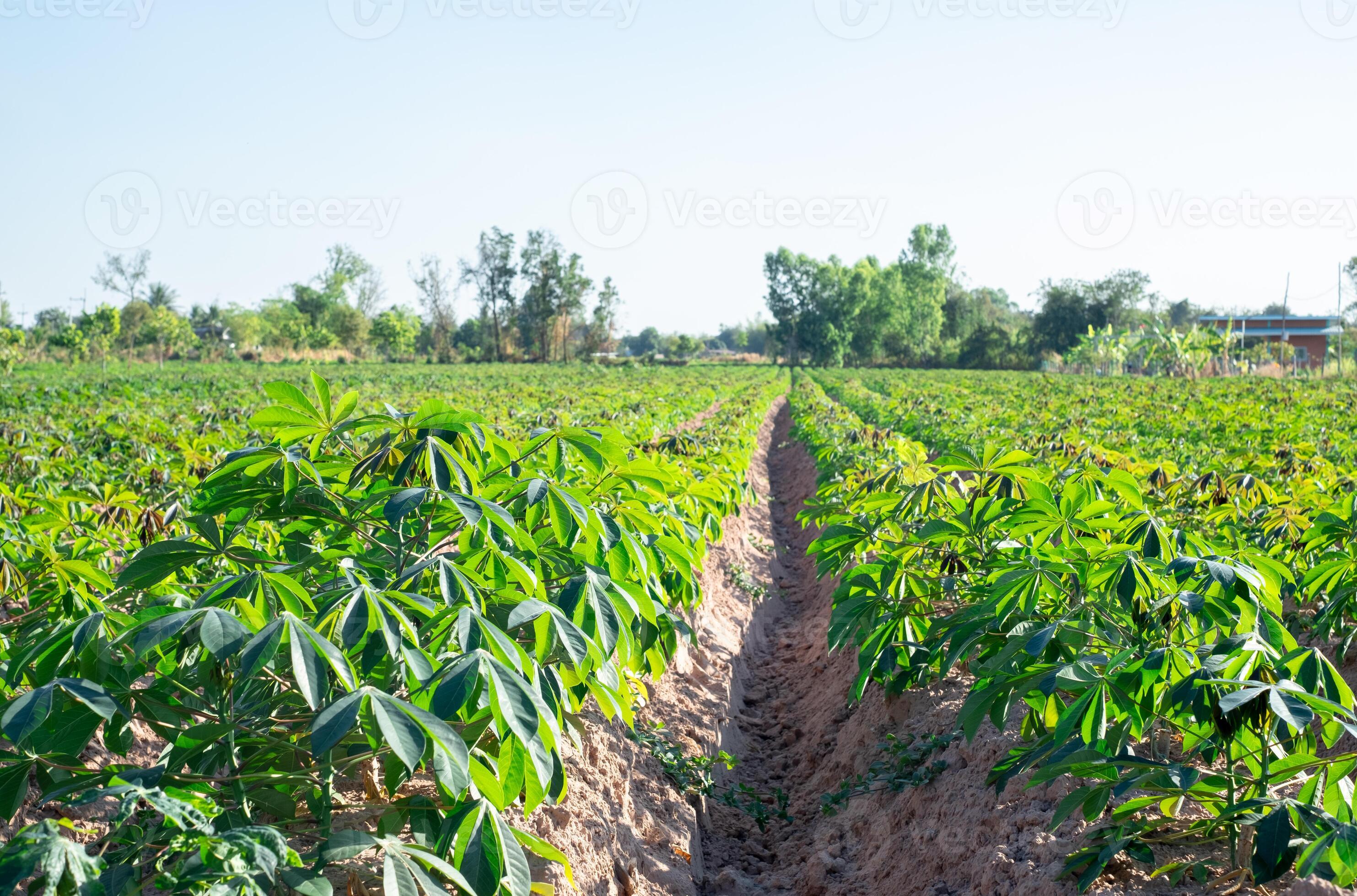 Cassava Plants Growing In Neat Parallel Rows On A Fertile Farm Field