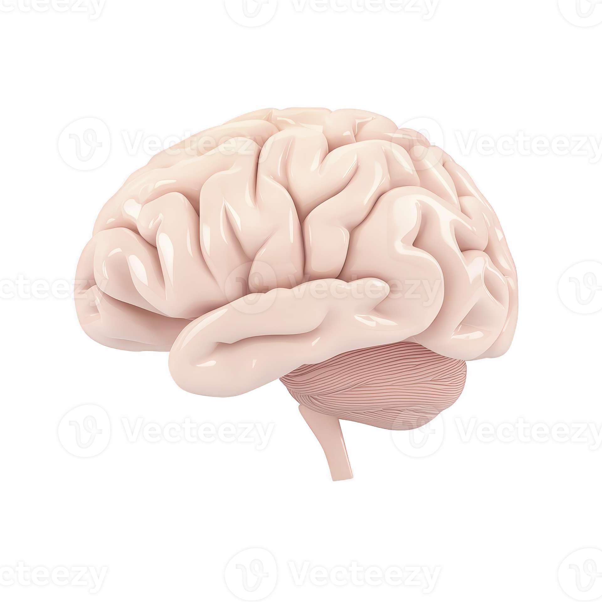 A detailed 3D illustration of human brain, showcasing its intricate ...