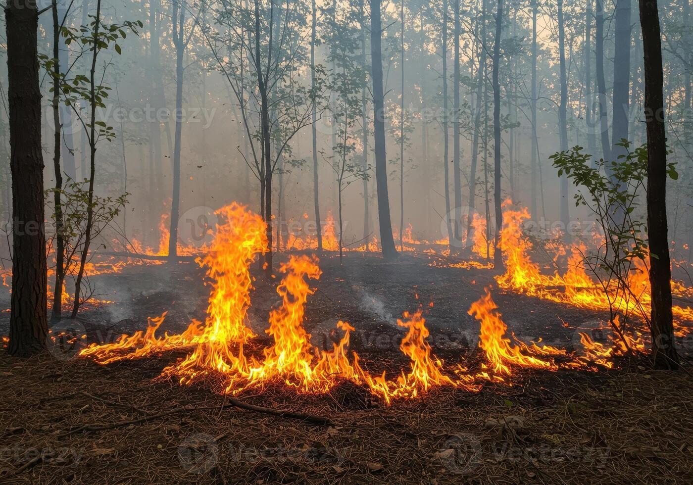 Wildfire burning through forest with flames consuming trees and undergrowth, creating smoke and ...