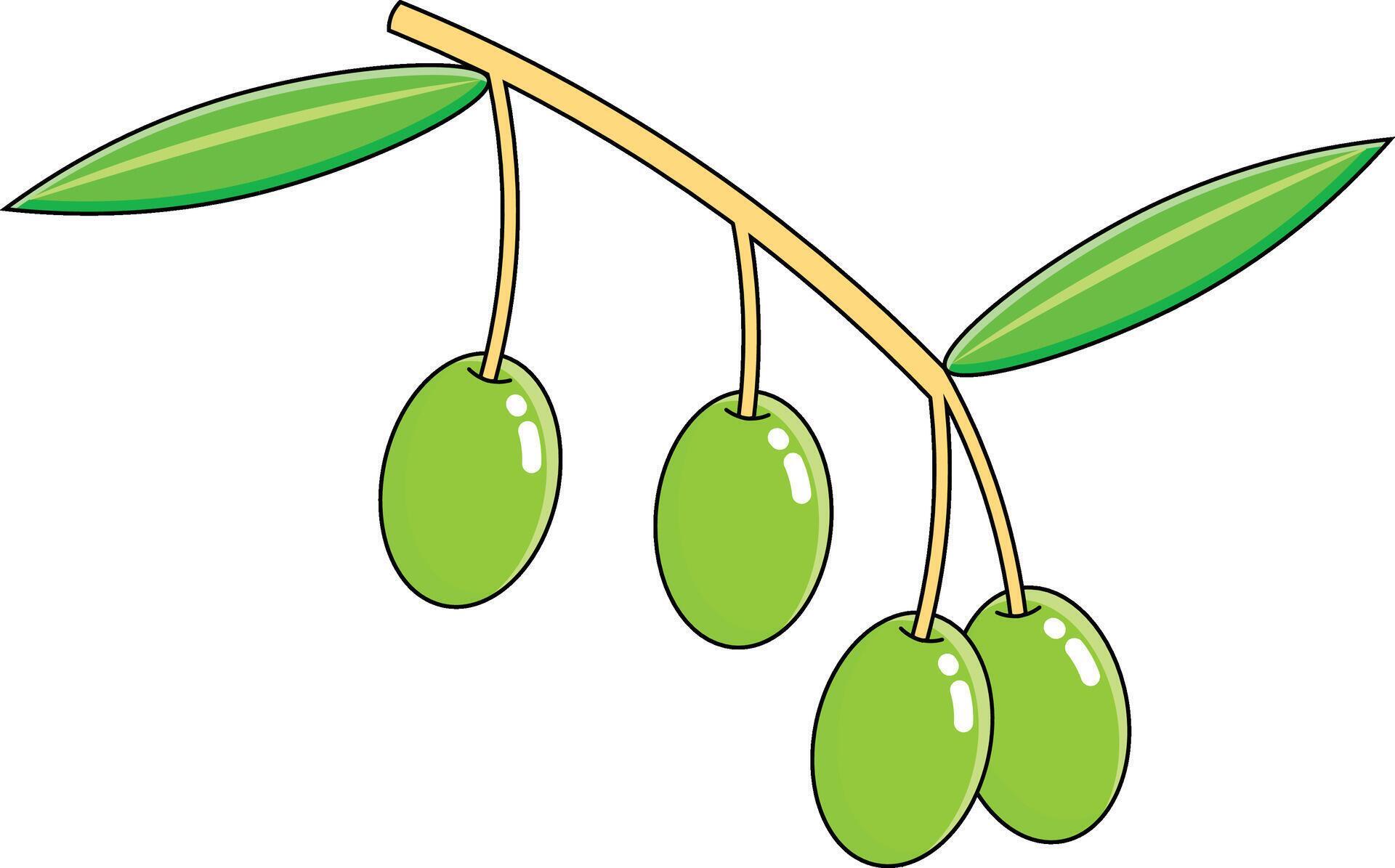 olive vectors illustration 66153141 Vector Art at Vecteezy