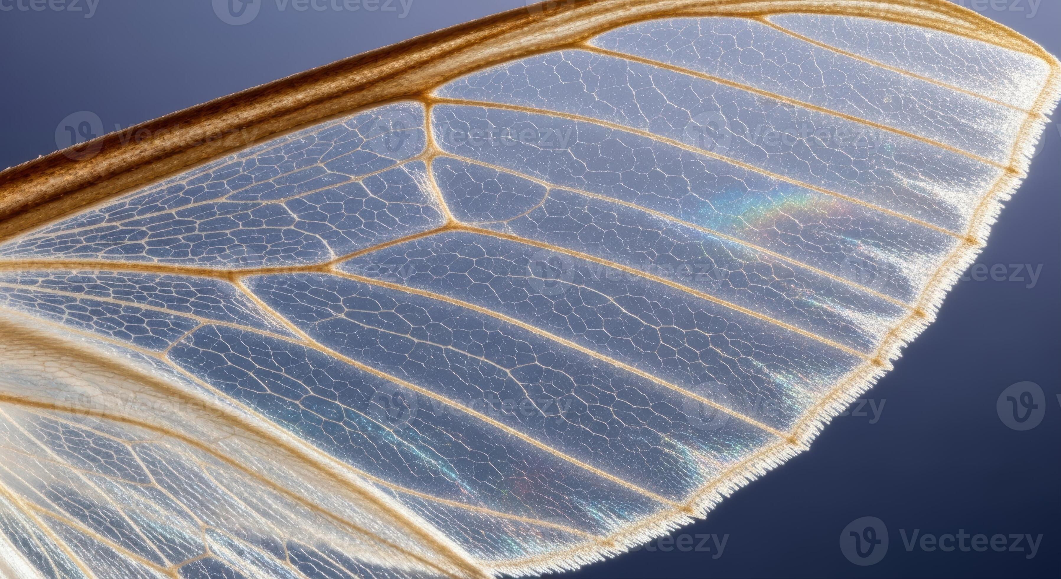 Close up of a translucent cicada wing with intricate veins and a small rainbow refraction ...