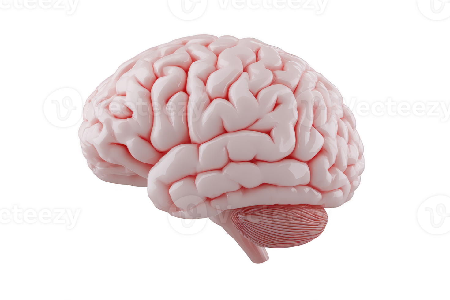 Detailed 3D rendering of human brain, showcasing its intricate folds ...