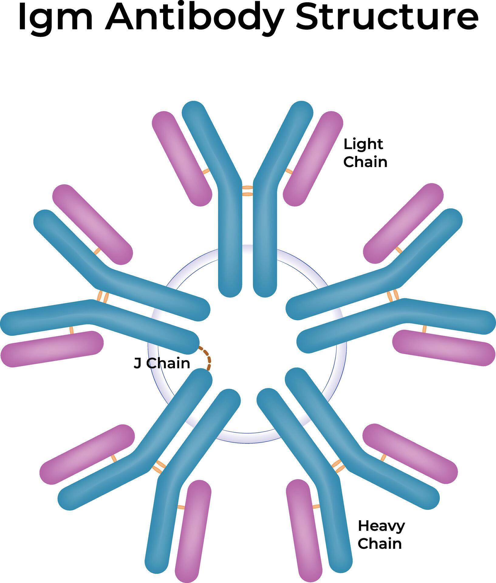 IgM Antibody Structure A Pentameric Immunoglobulin Illustration 67522855 Vector Art at Vecteezy