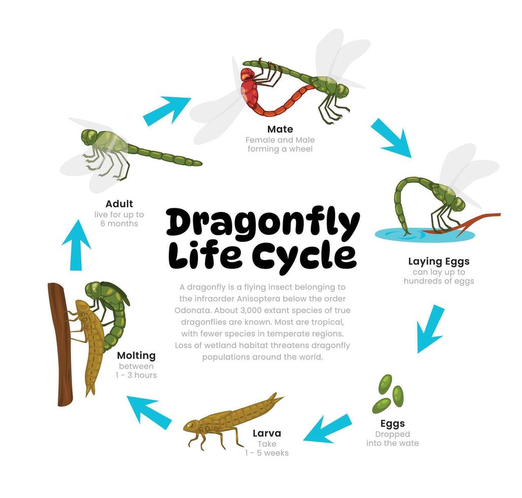 libélula vida ciclo diagrama para Ciencias educación desarrollo proceso ...