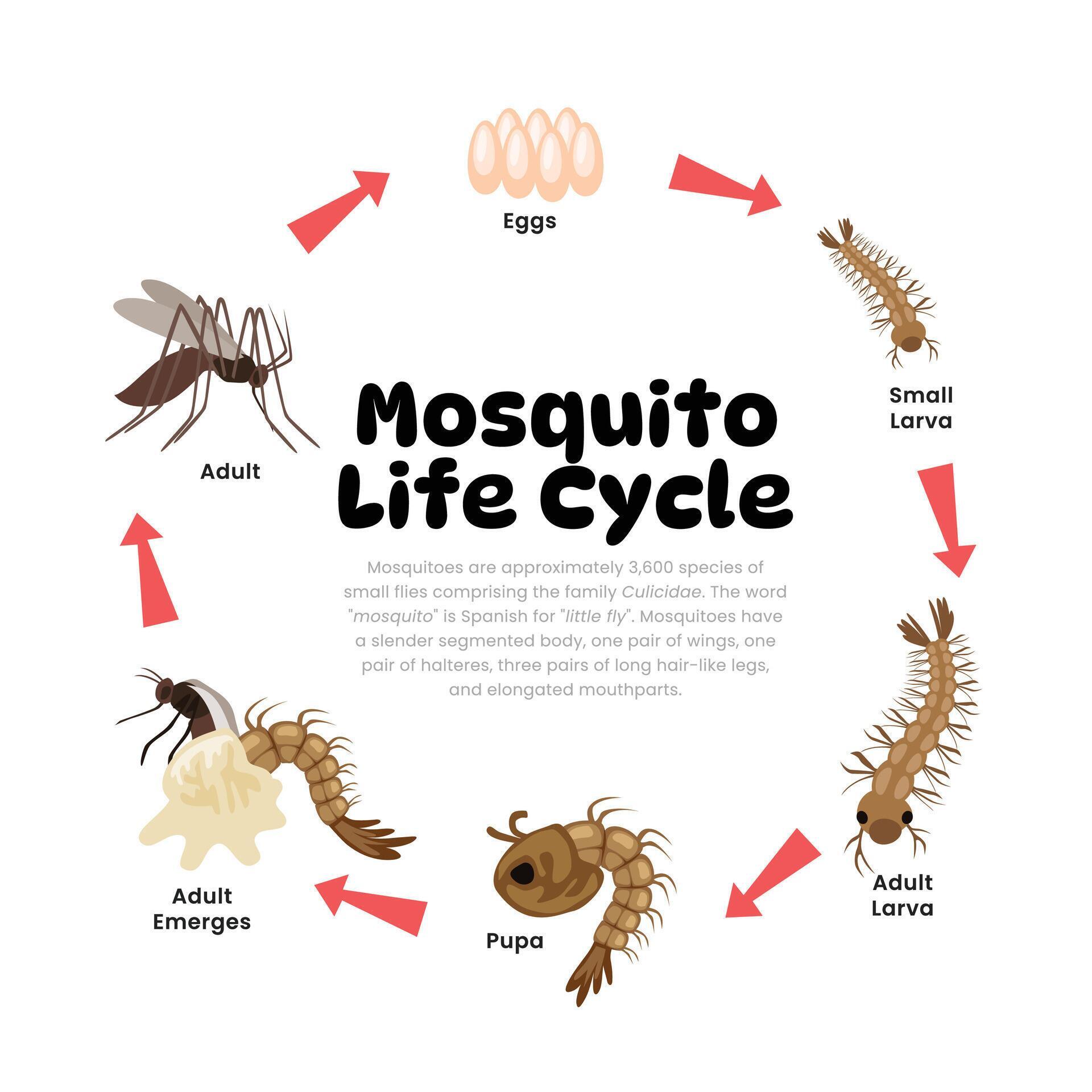 Mosquito Life Cycle Diagram for Science Education development process scheme illustration ...