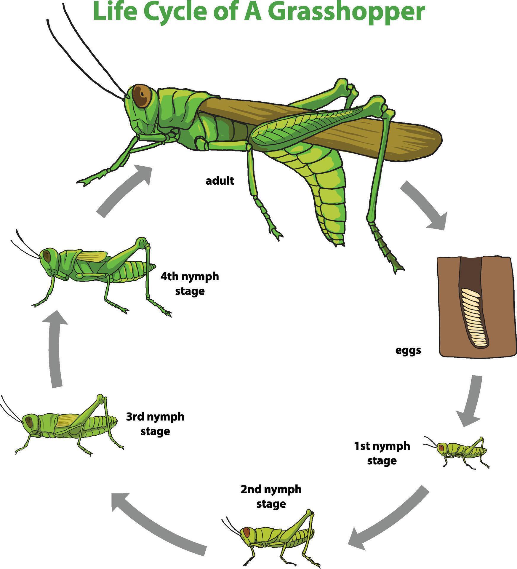 Life Cycle of a Grasshopper diagram 69026089 Vector Art at Vecteezy