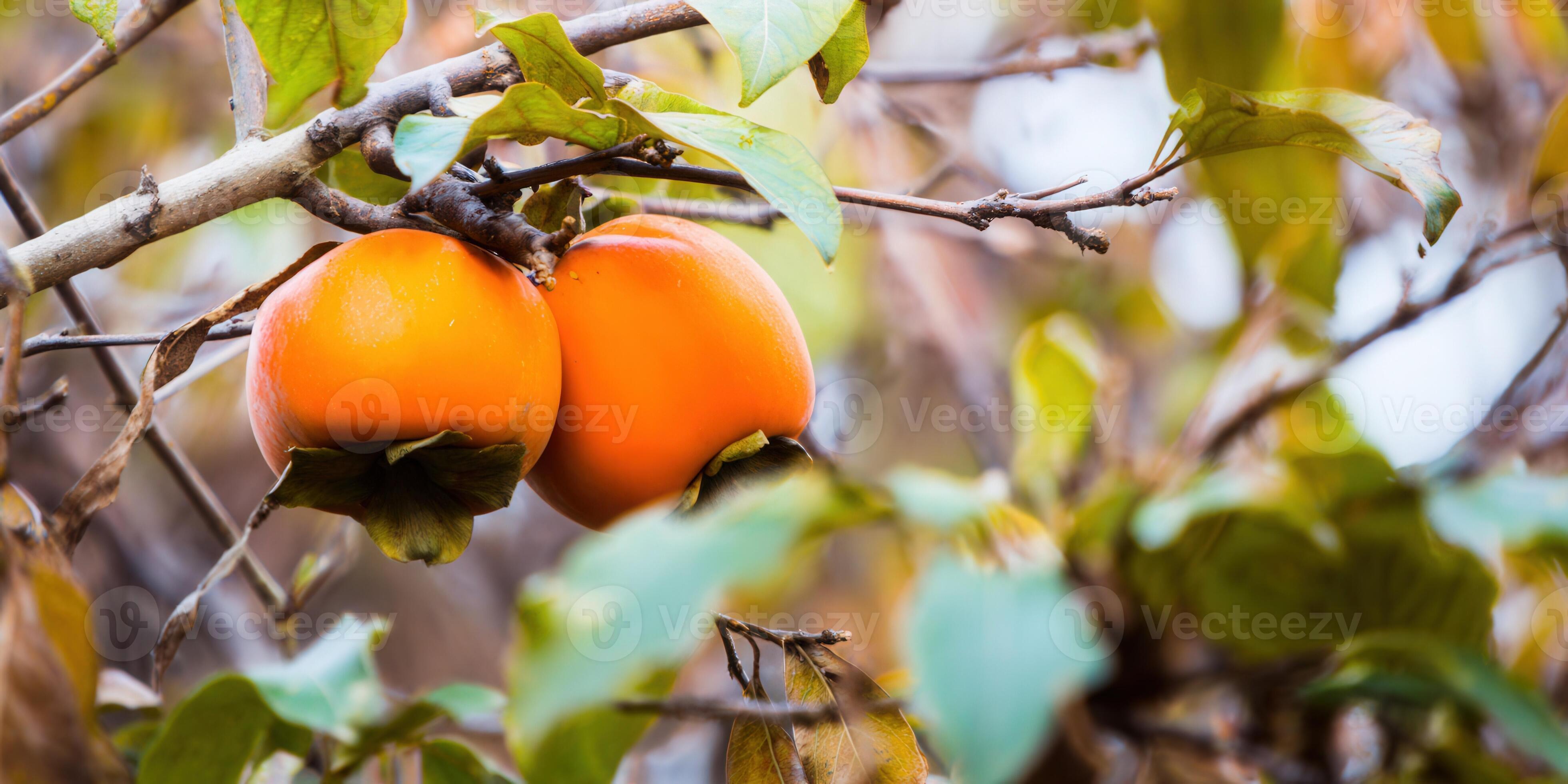 Two ripe persimmons hanging from a tree branch during autumn ...