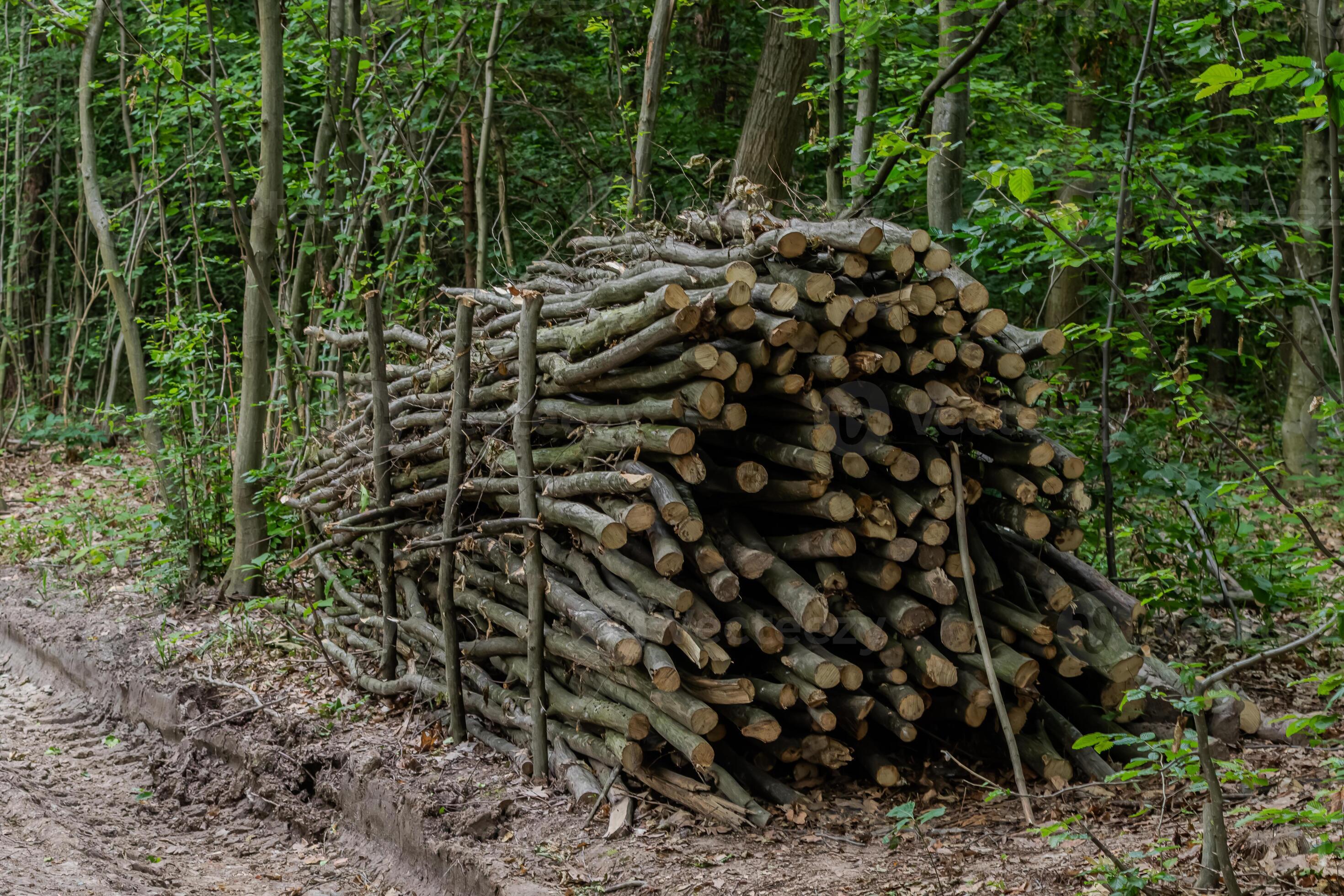 Stacked logs in a forest area near a muddy pathway during late spring ...