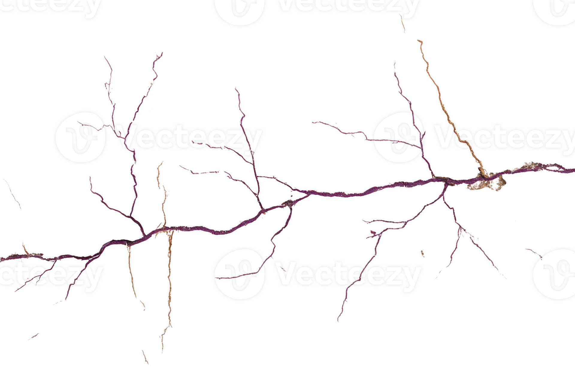 Neuron dendrite branch biology science microscopic nerve cell structure ...