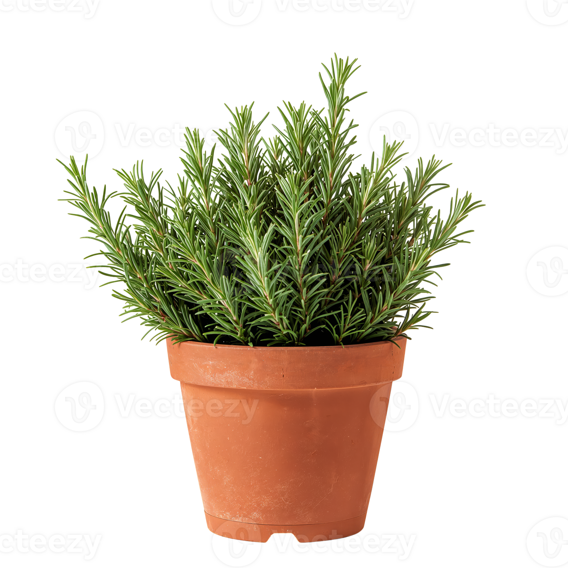 Fresh Rosemary Plant in Terracotta Pot Placed on a Light Background. 73876393 PNG