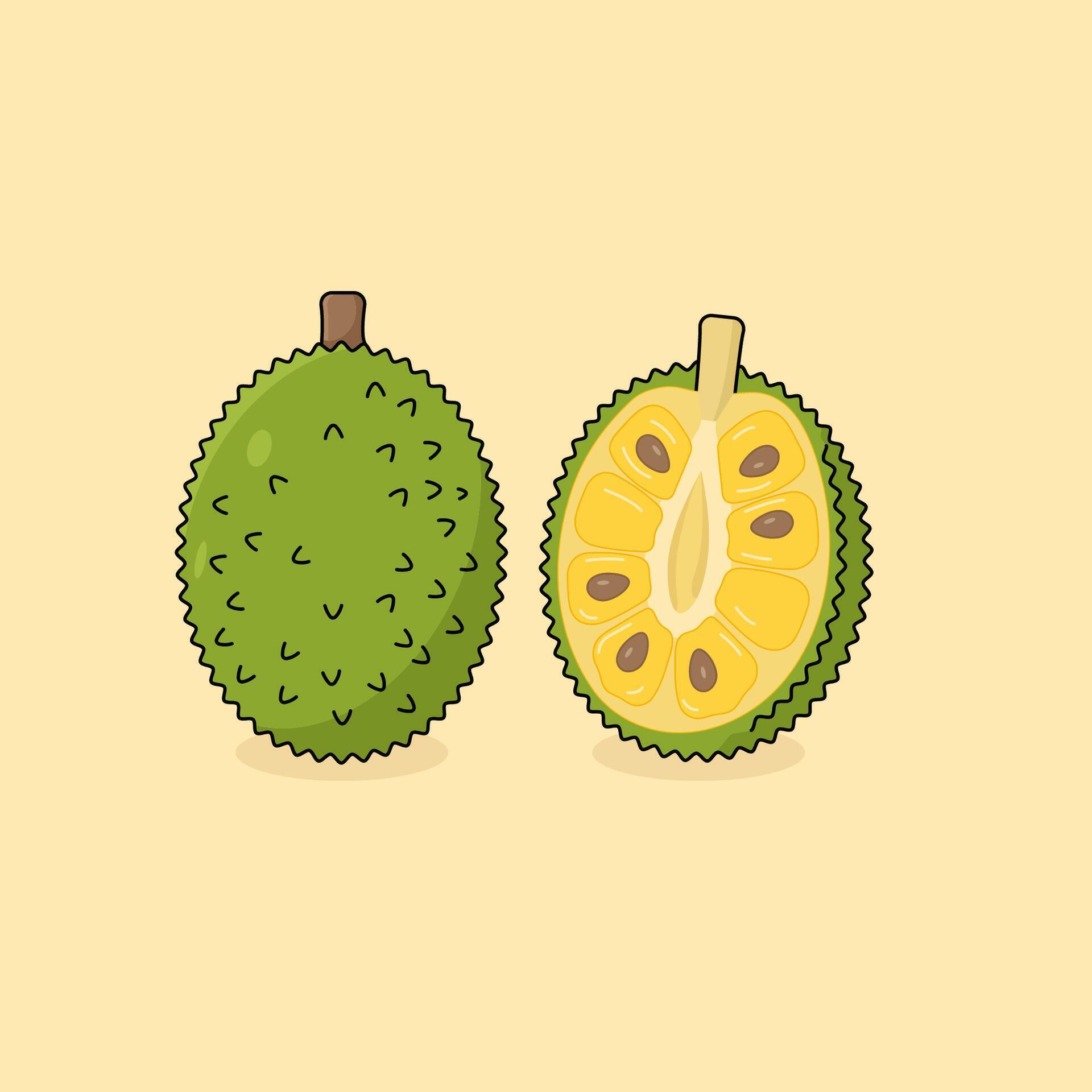 Cutaway Illustration of Whole and Half Jackfruit Showing Internal ...