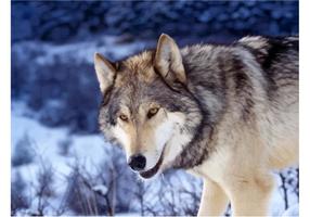 Wolf Free Vector Art - (1191 Free Downloads)