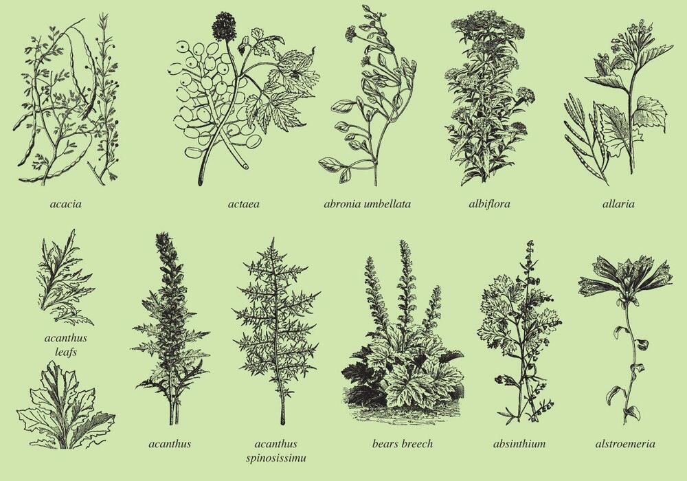 Plantas Medicinales Vectores, Iconos, Gráficos y Fondos para Descargar ...