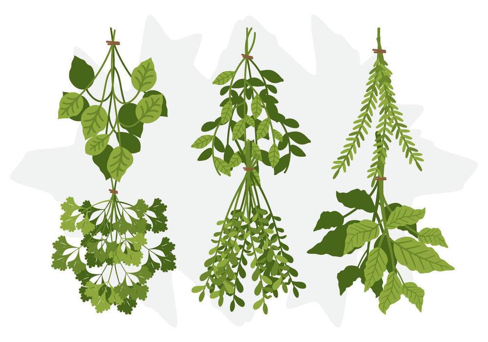 Herbs Vector Art, Icons, and Graphics for Free Download