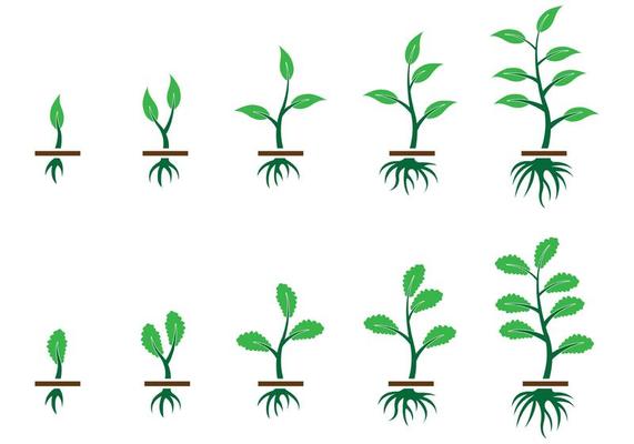 Plant Growth Vector Art Icons And Graphics For Free Download