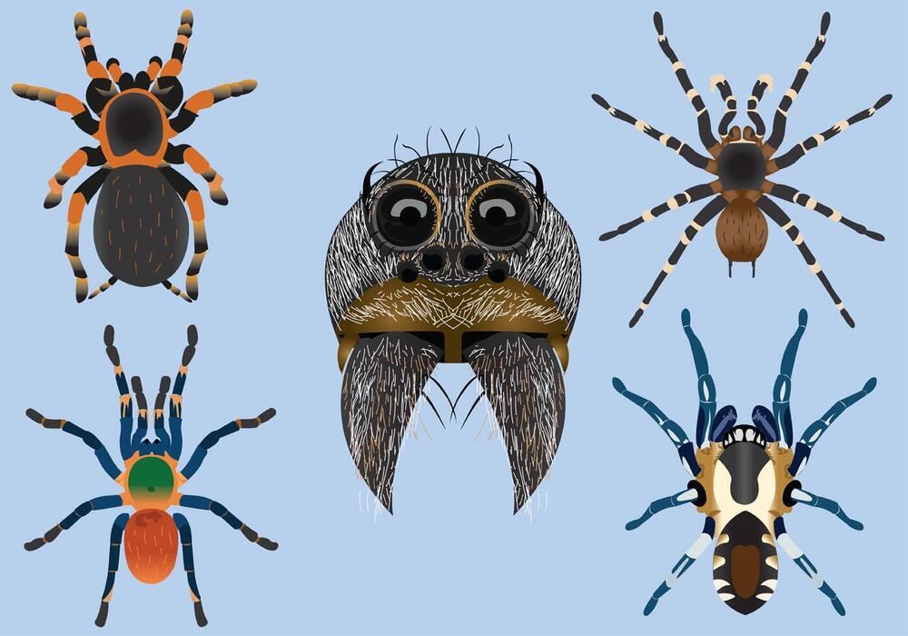 Jumping Spider Vector Art, Icons, and Graphics for Free Download