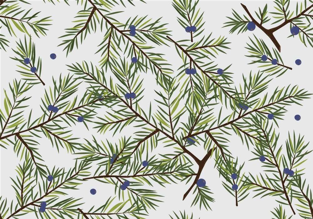 Juniper Vector Art, Icons, and Graphics for Free Download