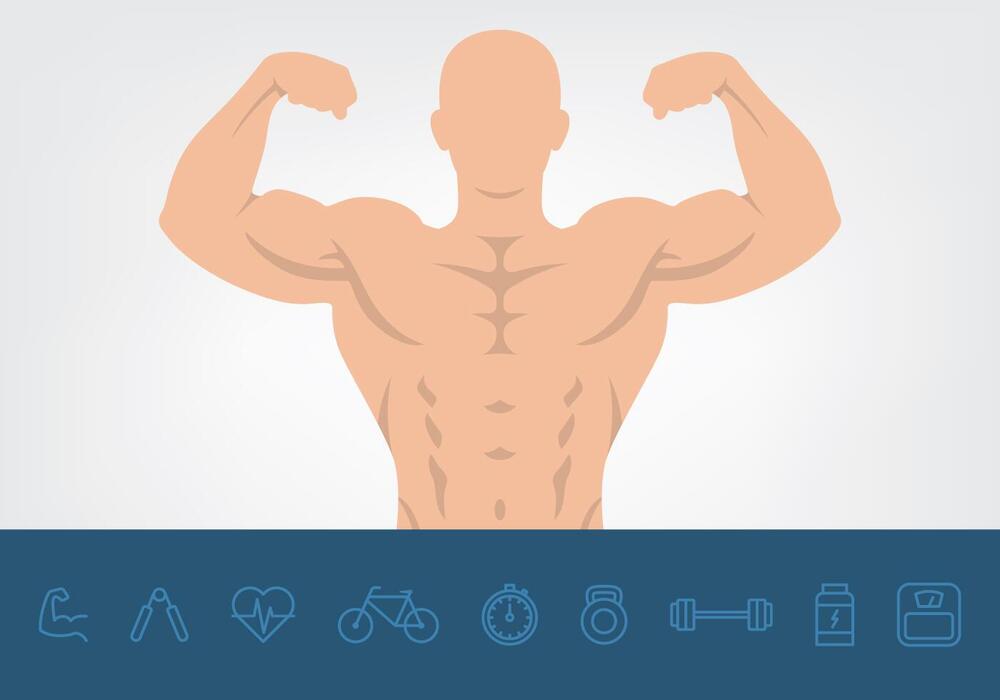 Muscle Vector Art, Icons, and Graphics for Free Download