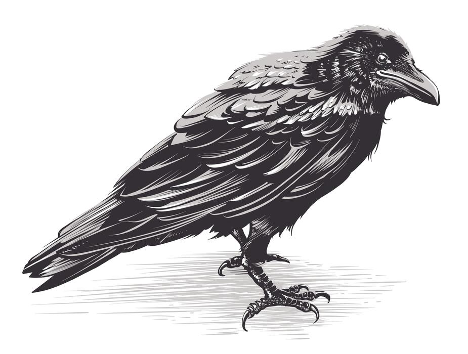 Crow Vector Art, Icons, and Graphics for Free Download