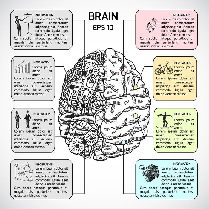 Brain Infographic Vector Art, Icons, and Graphics for Free Download