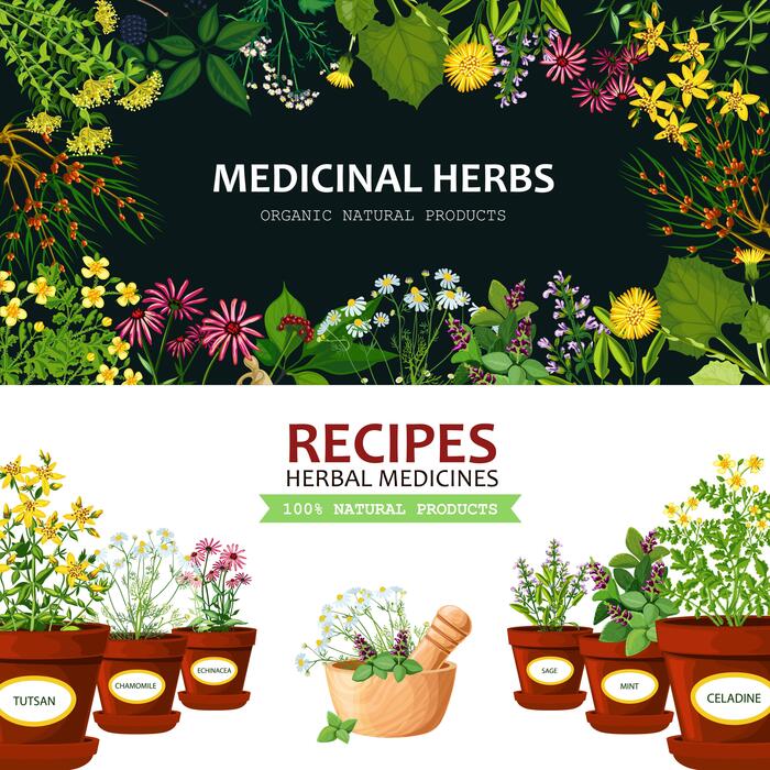 Plantas Medicinales Vectores, Iconos, Gráficos y Fondos para Descargar ...