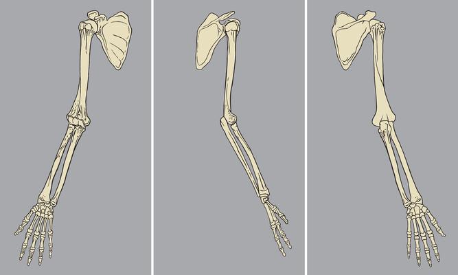 Skeleton Arm Vector Art, Icons, and Graphics for Free Download Skeleton Arm Vector Art, Icons, and Graphics for Free Download