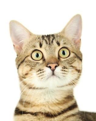 Cat White Background Stock Photos, Images and Backgrounds for Free Download