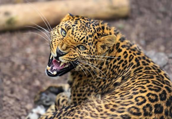 Leopard Stock Photos, Images and Backgrounds for Free Download