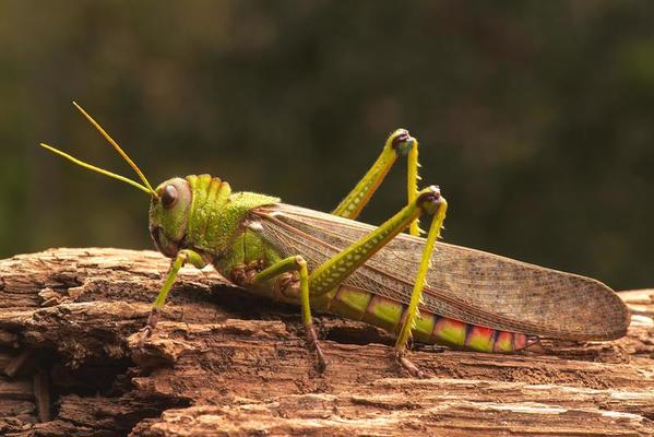 Grasshopper Stock Photos, Images and Backgrounds for Free Download