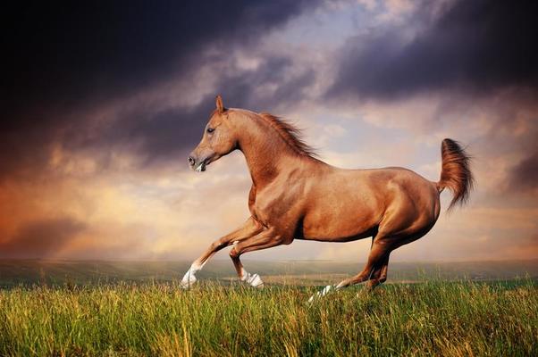 Running Horse Stock Photos, Images and Backgrounds for Free Download